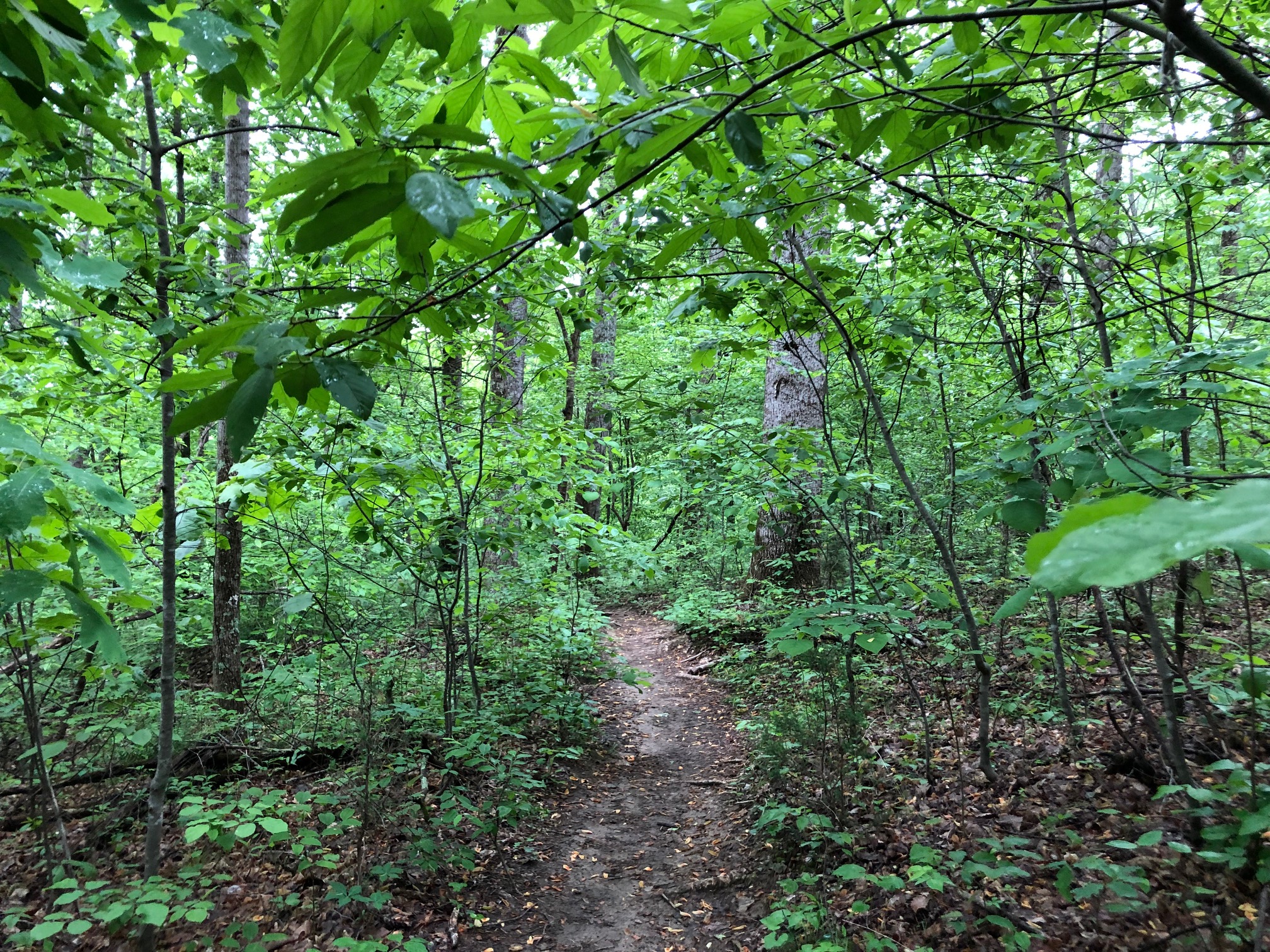 Beaman Park provides unplugged getaway with family | ClarksvilleNow.com