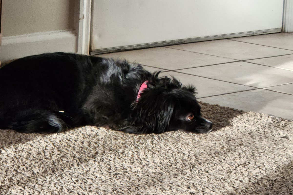 Small dog killed by unleashed dogs owned by man staying at hotel in ...