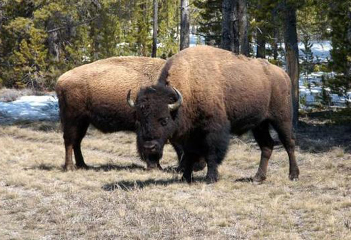 ‘Patient has been gored’: 911 calls from bison attack at LBL ...