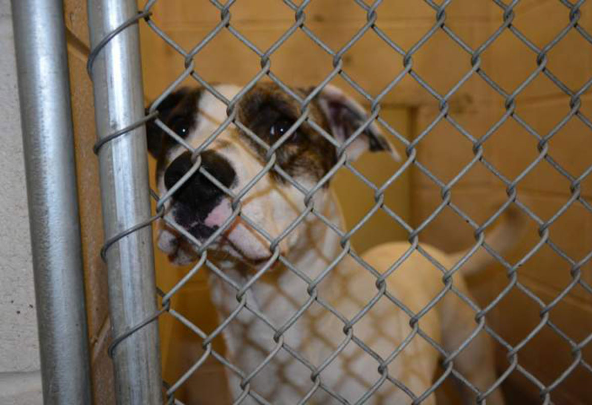 Montgomery County Animal Control receives Petfinder Foundation grant ...