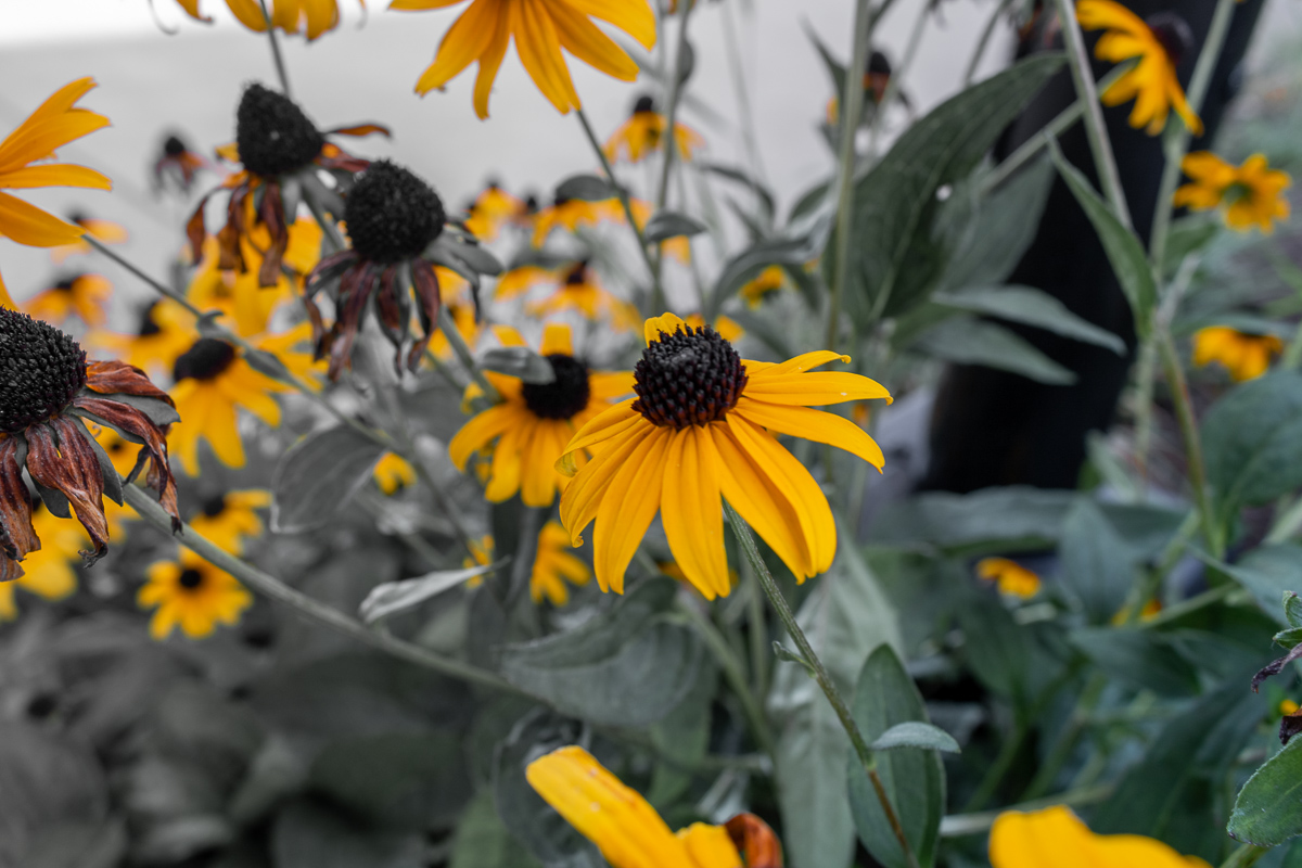 Dee A. Hopper - ClarksvilleNow.com