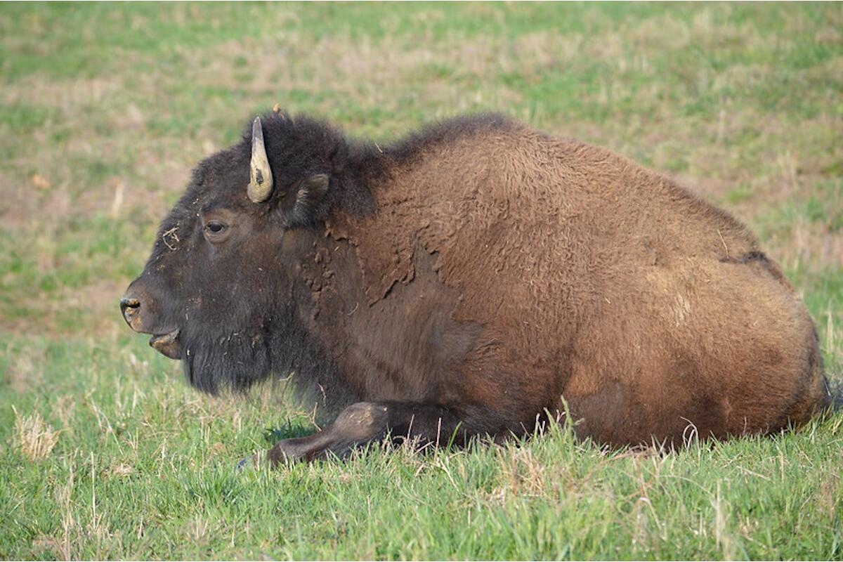 U.S. Forest Service to hold bison auction at LBL - ClarksvilleNow.com