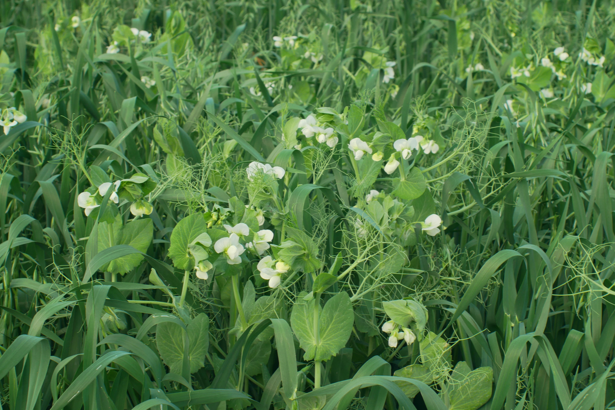 PSA: Regional Conservation Partnership Program - ClarksvilleNow.com