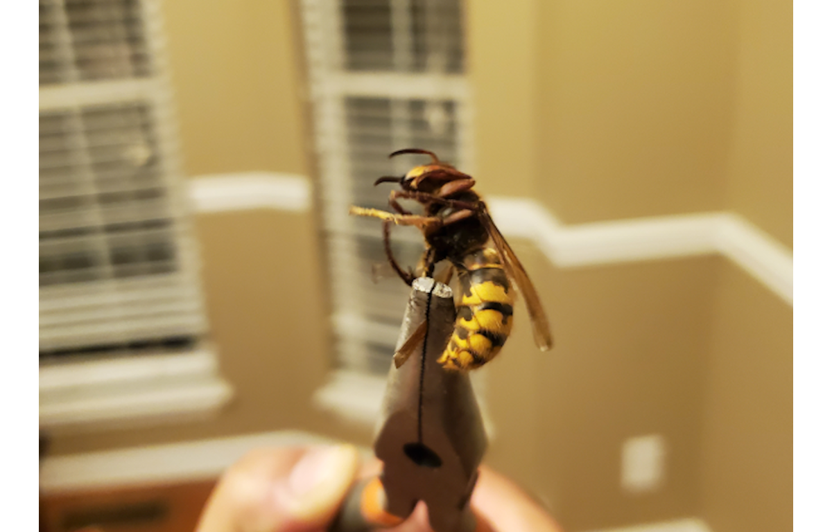 Clarksville does not have Murder Hornets, according to experts ...