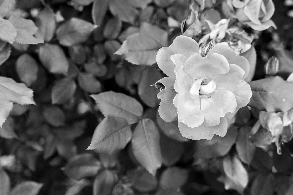 Nathaniel Wilson - ClarksvilleNow.com