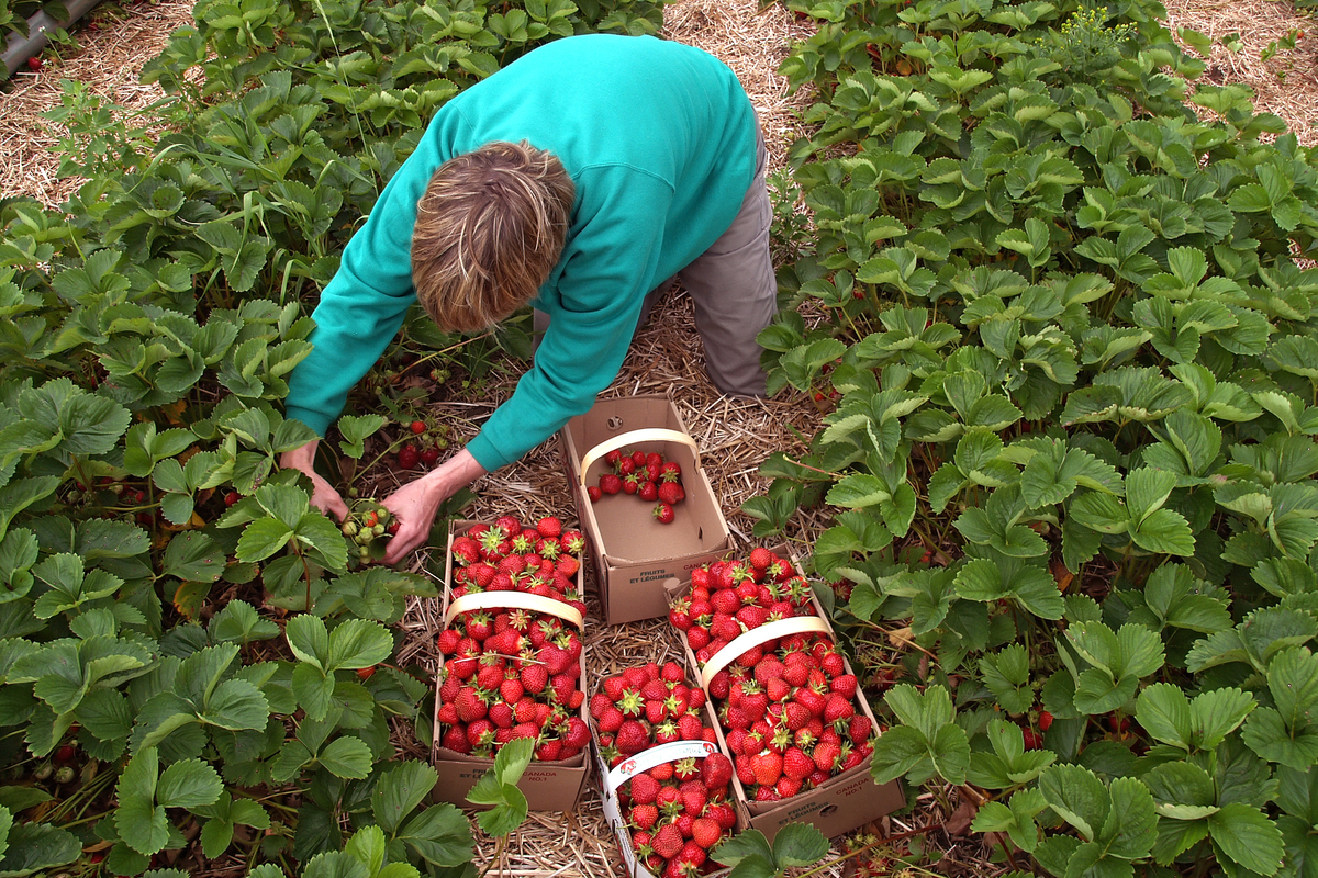 Local farmers open fields for pick-you-own strawberries ...