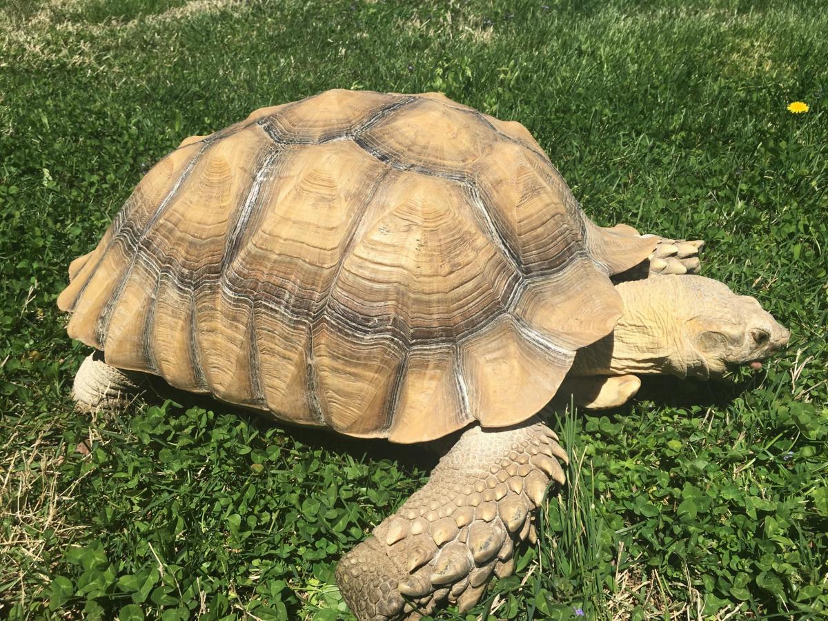 Solomon the 150-pound tortoise still on the run in Cheatham County ...