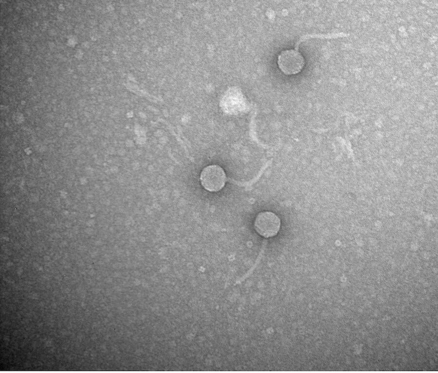 Austin Peay biology students publish paper about new bacteriophage ...