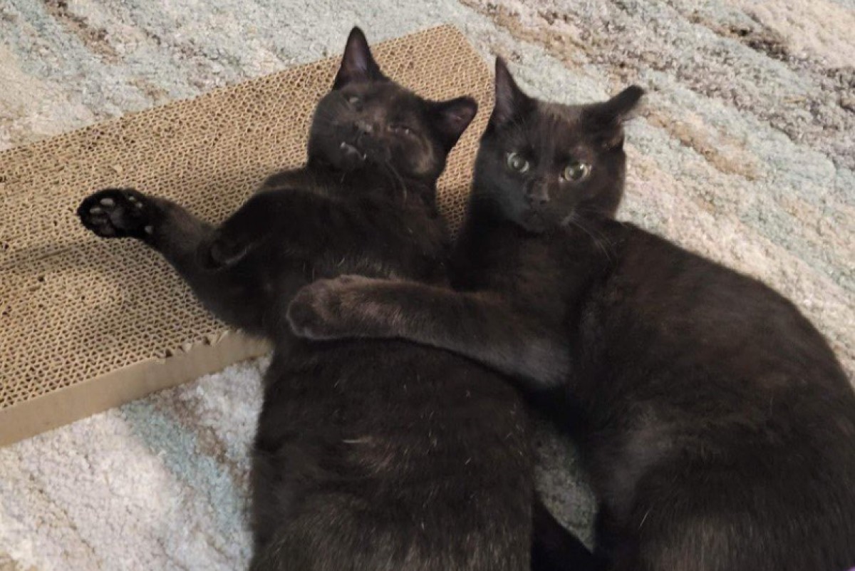 Pets of the Week - ClarksvilleNow.com