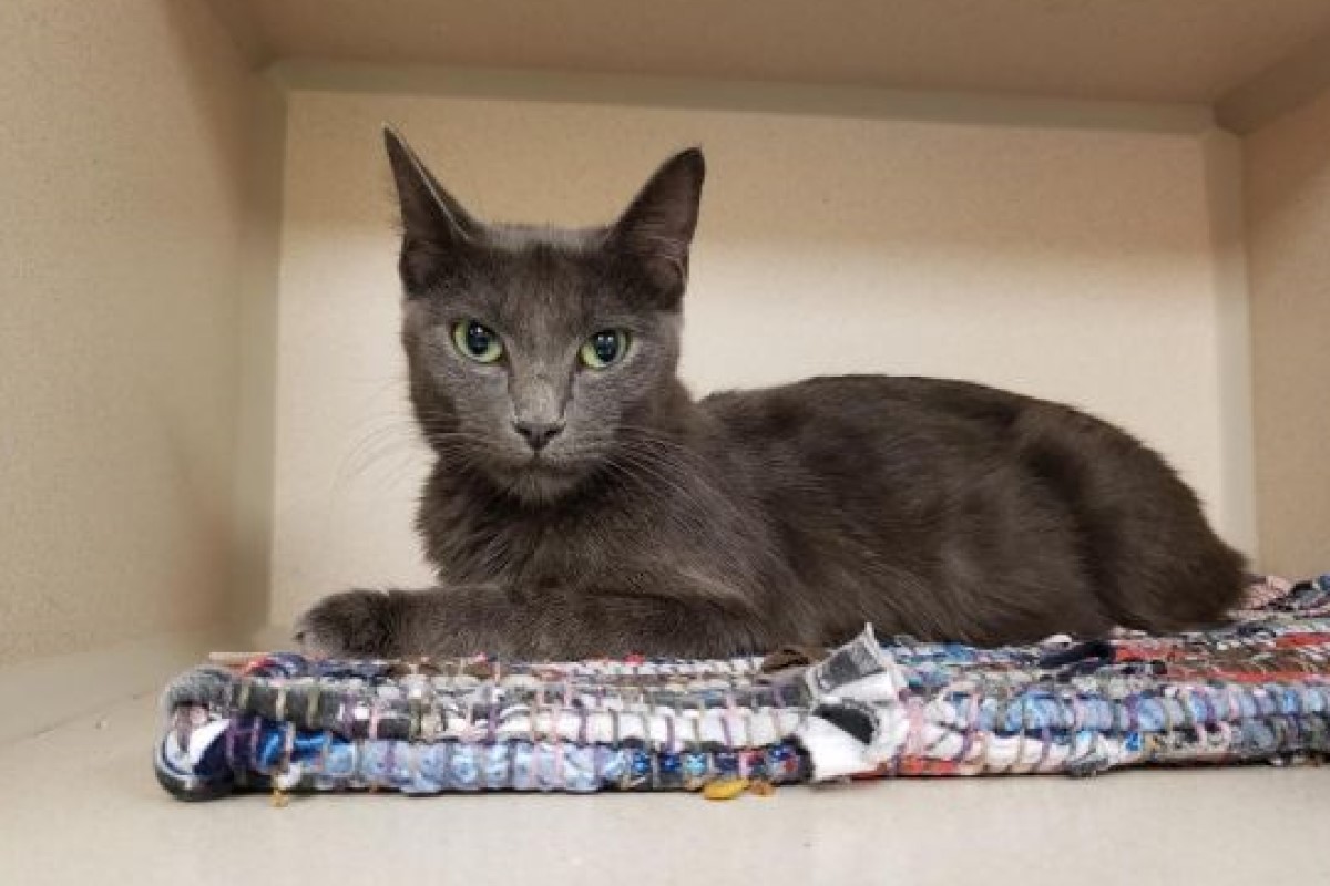 Pets of the Week - ClarksvilleNow.com