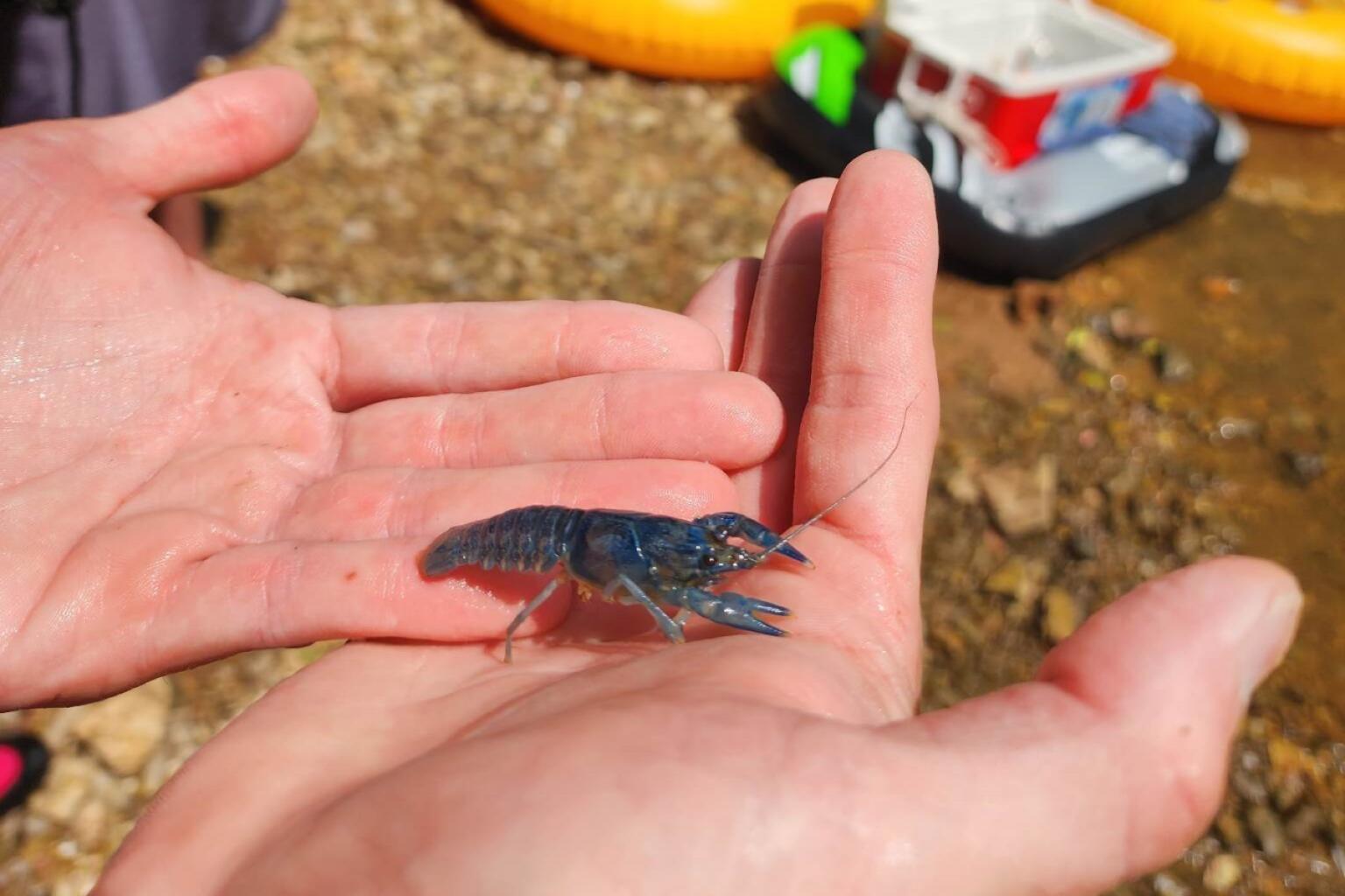 Rare blue crawfish spotted by family tubing on Clarksville Blueway ...