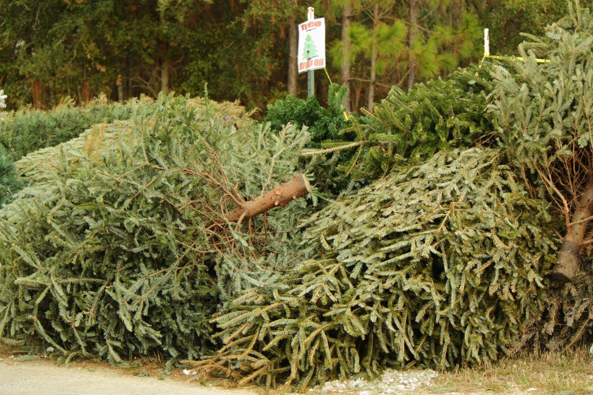 Where to drop off your used Christmas tree in Clarksville-Montgomery ...