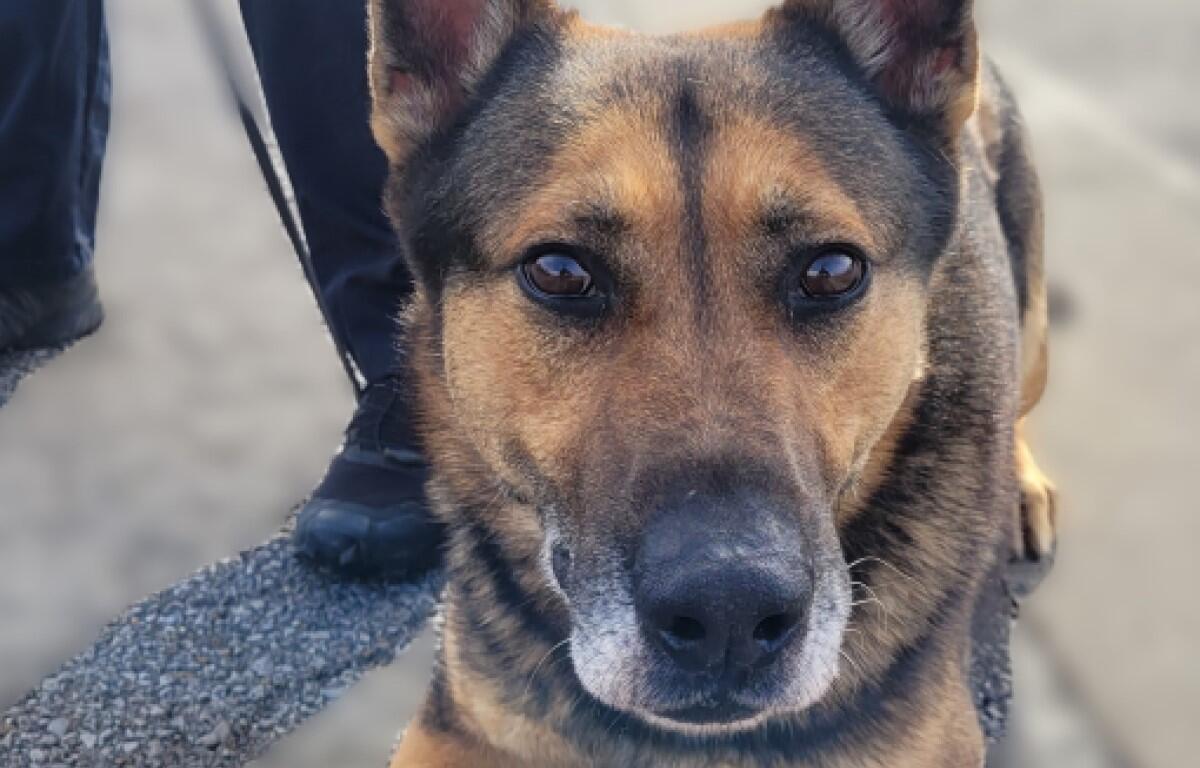 K9 police dog Arlo retires from Clarksville Police Department ...