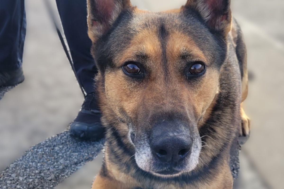 K9 police dog Arlo retires from Clarksville Police Department ...