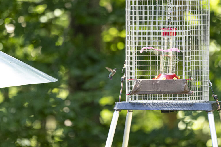 Hummingbird Festival features trapping, banding and feeding at Rotary ...