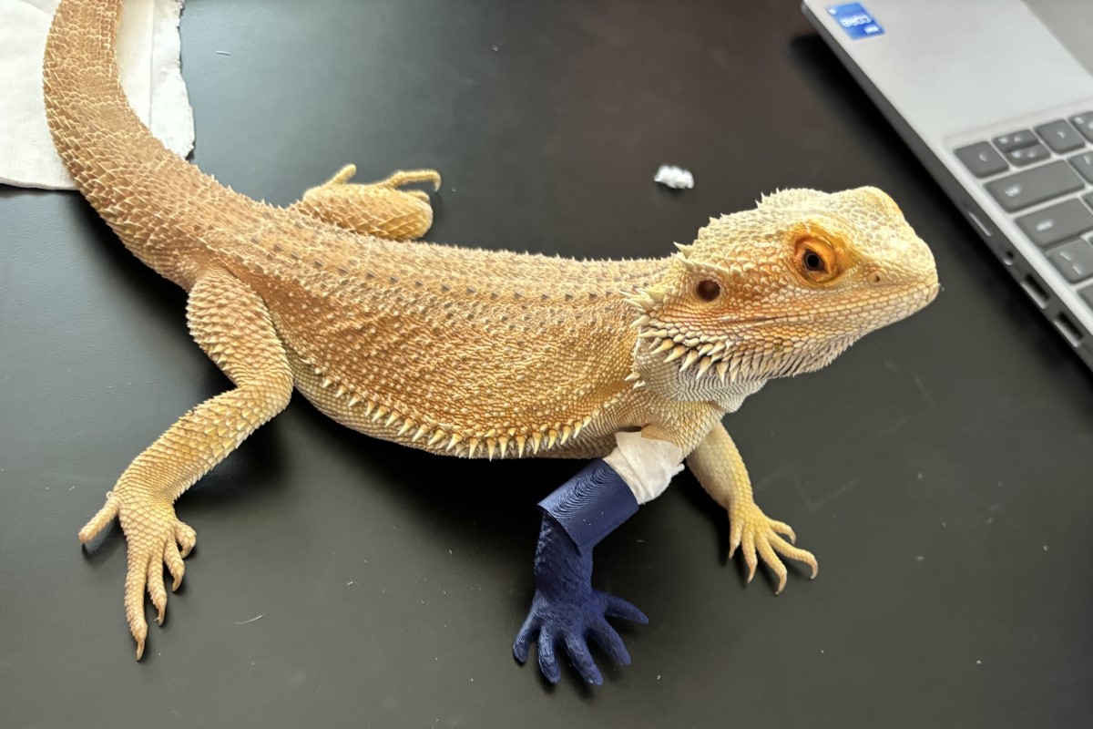 3-legged bearded dragon gets prosthetic limb thanks to STEM students at ...