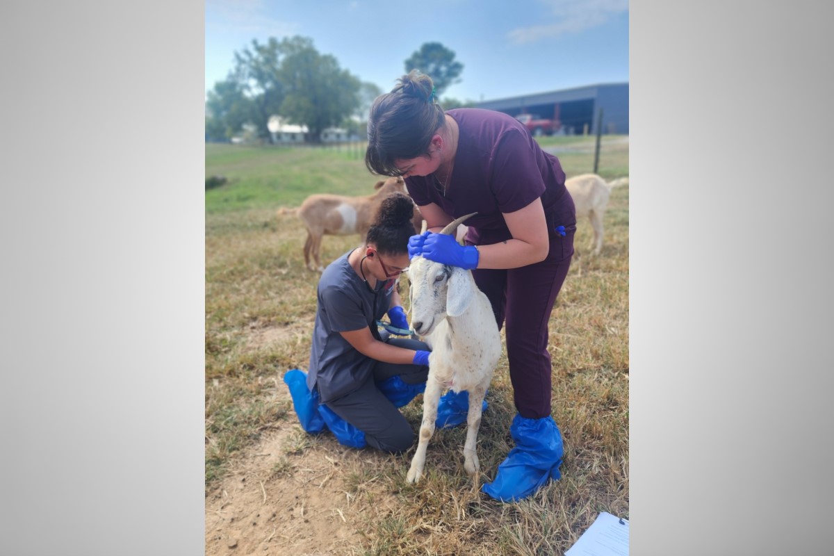 APSU welcomes Kiko goats to Farm and Environmental Education Center ...