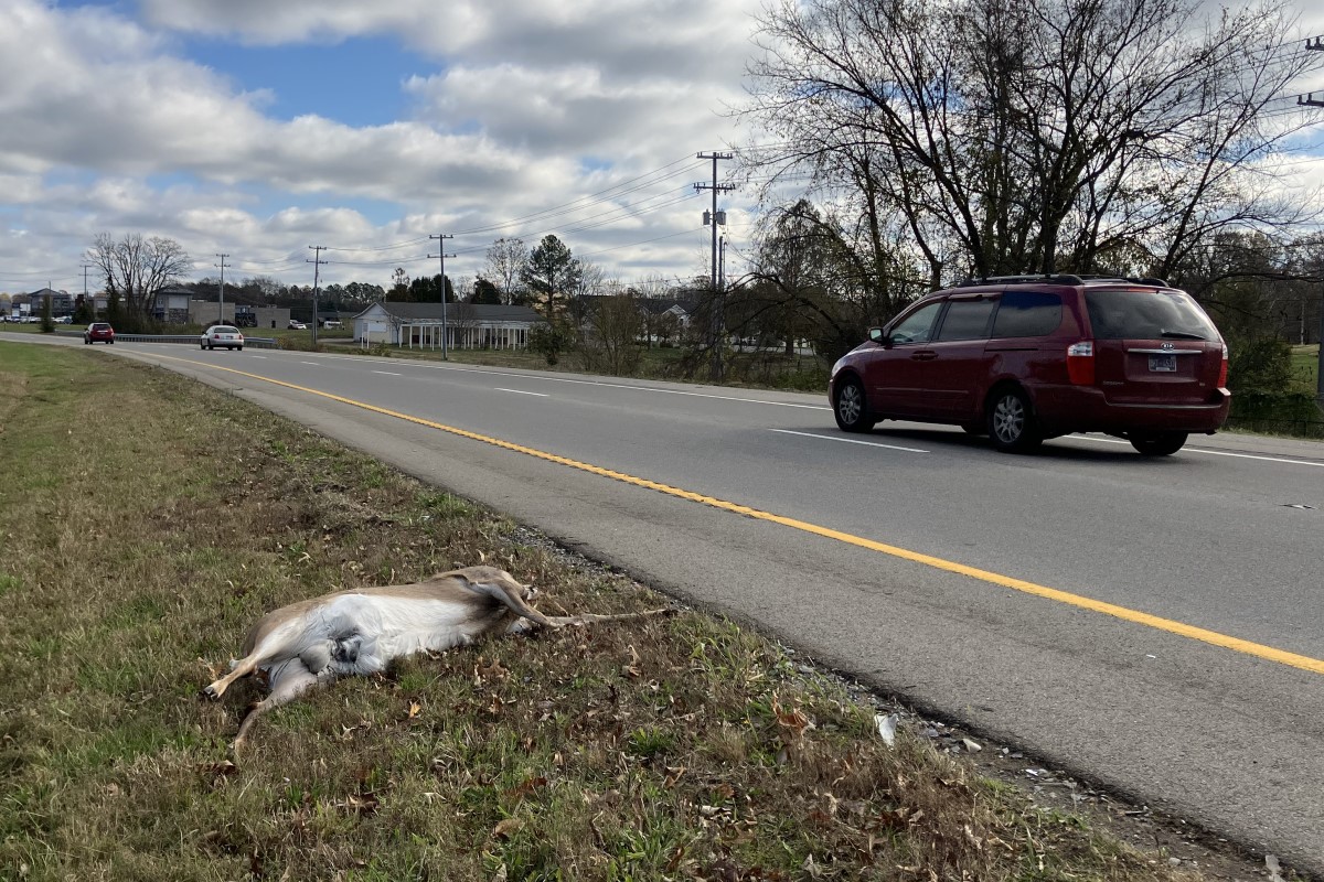 Roadkill on roadsides: Who’s supposed to be cleaning up dead deer ...