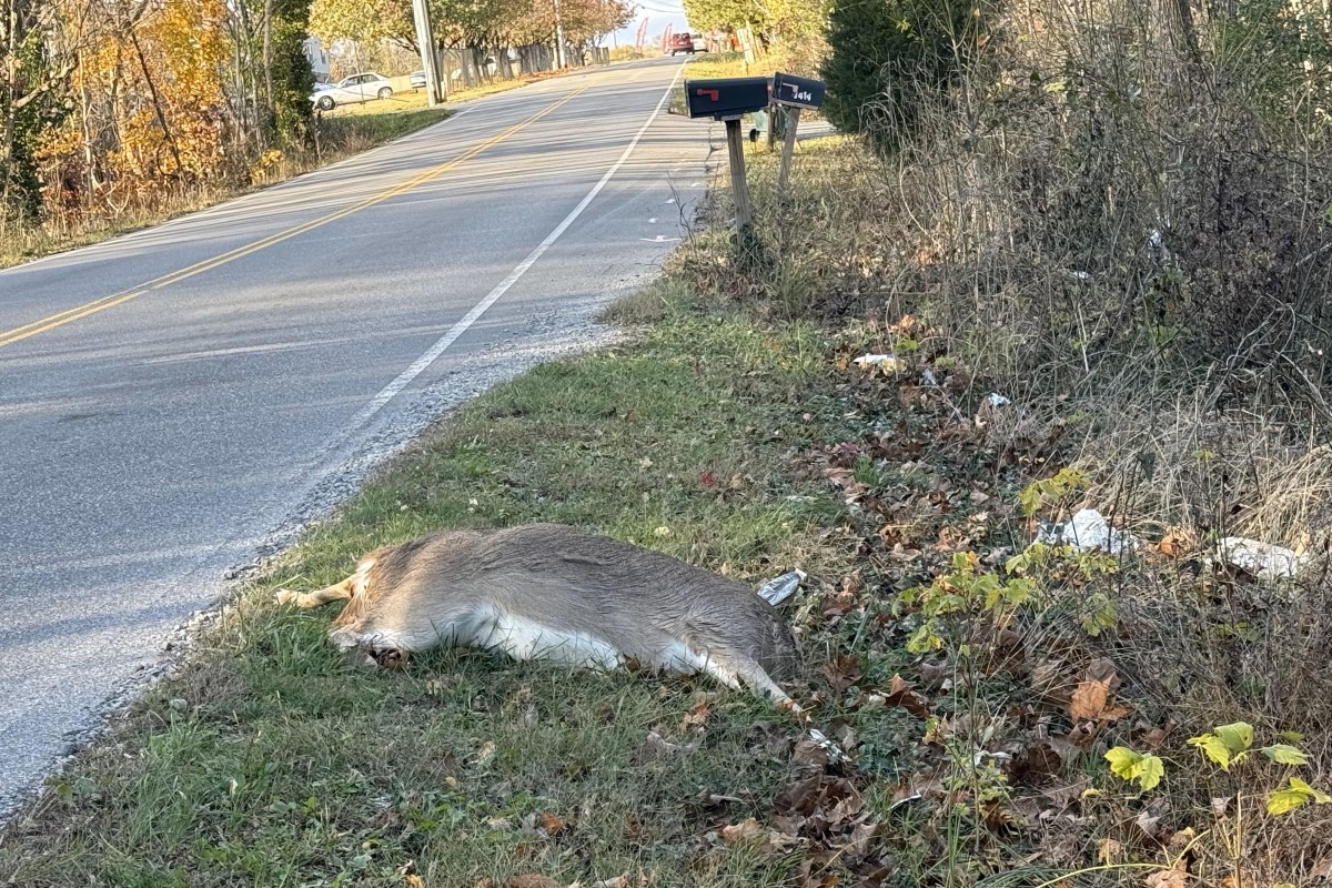 Roadkill on roadsides: Who’s supposed to be cleaning up dead deer ...