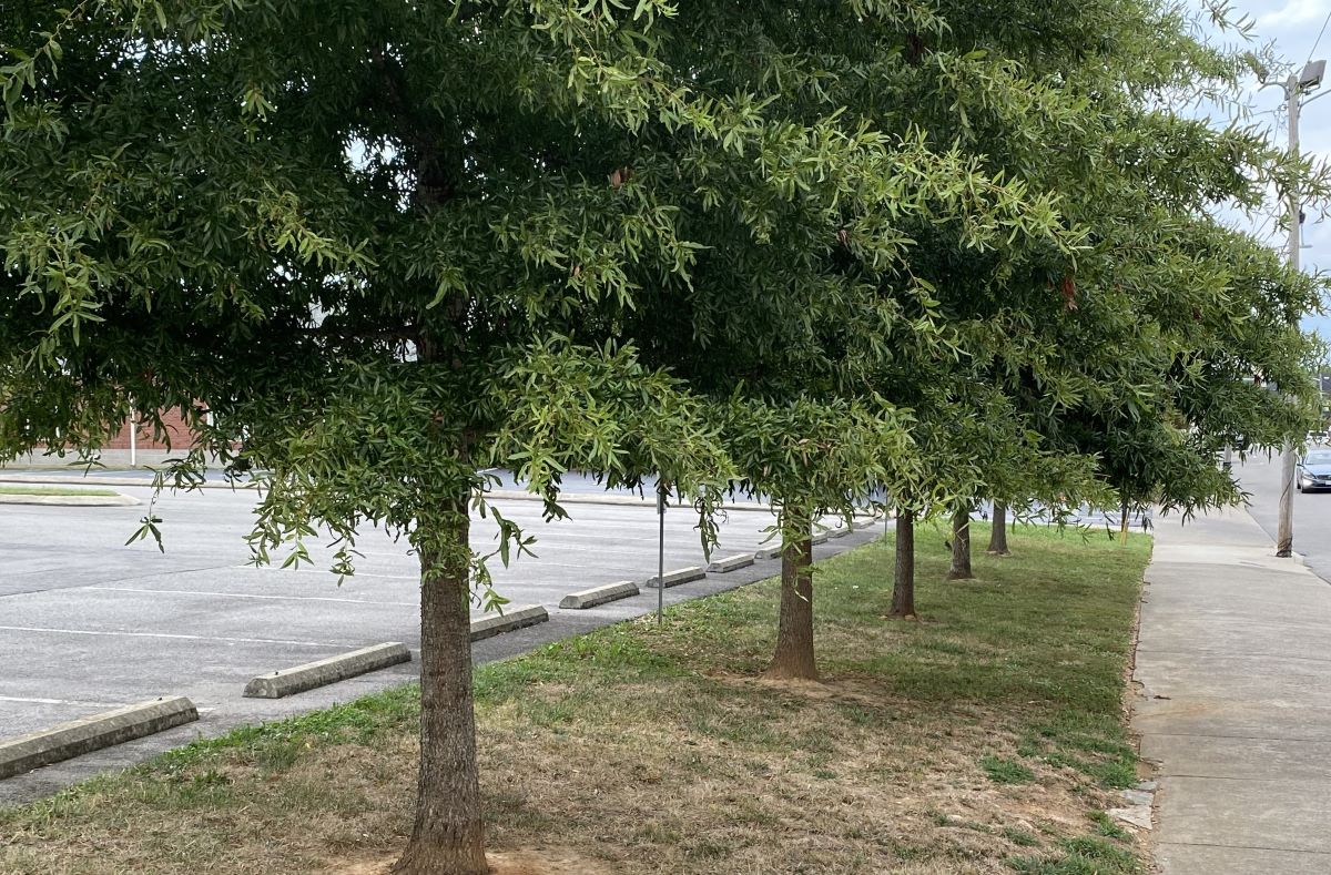 Finance Committee sends back proposed updates to Clarksville tree ...