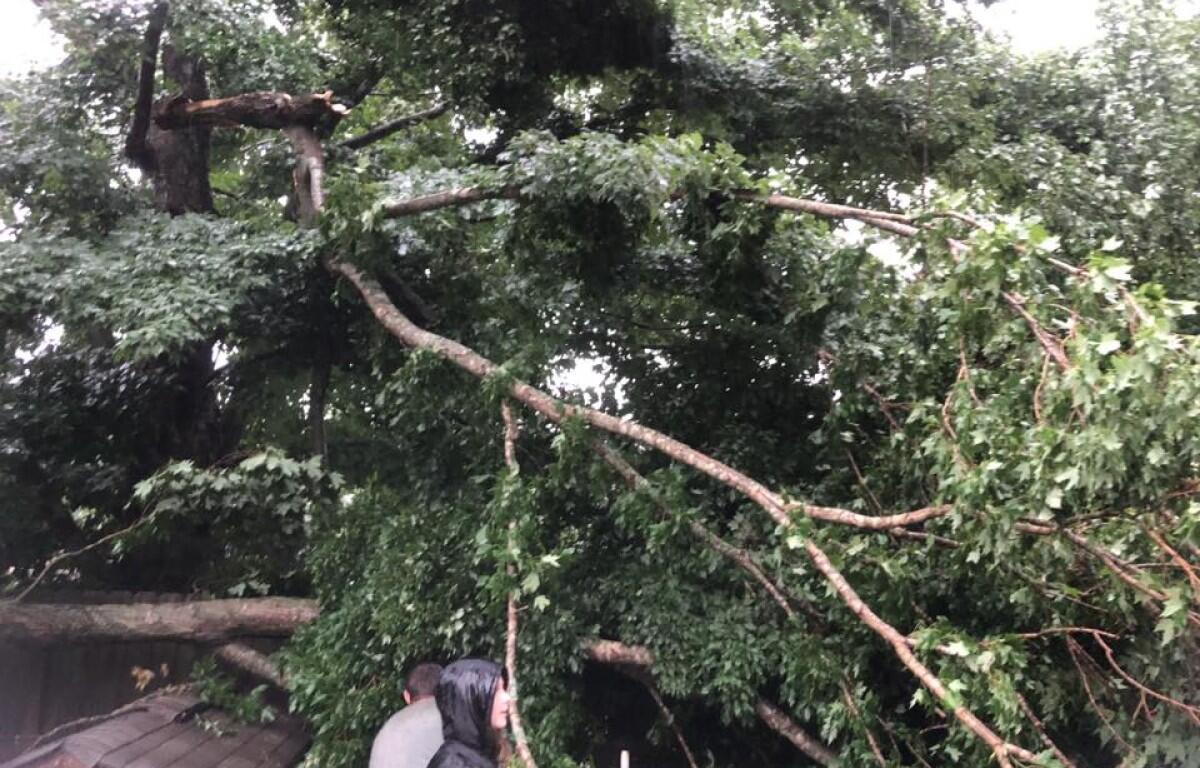 UPDATE: Tree damage reported in Sango area, northwest Clarksville after ...