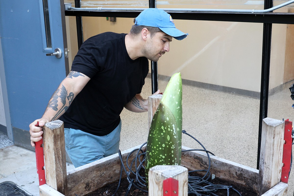 Austin Peay’s second corpse flower, Athena, expected to bloom soon ...